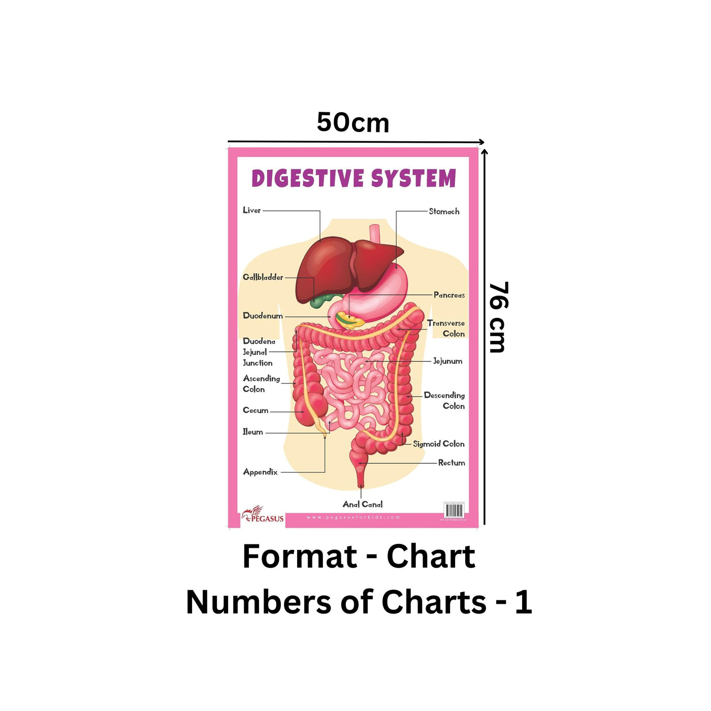 Digestive System - Thick Laminated Primary Chart — pegasusforkids