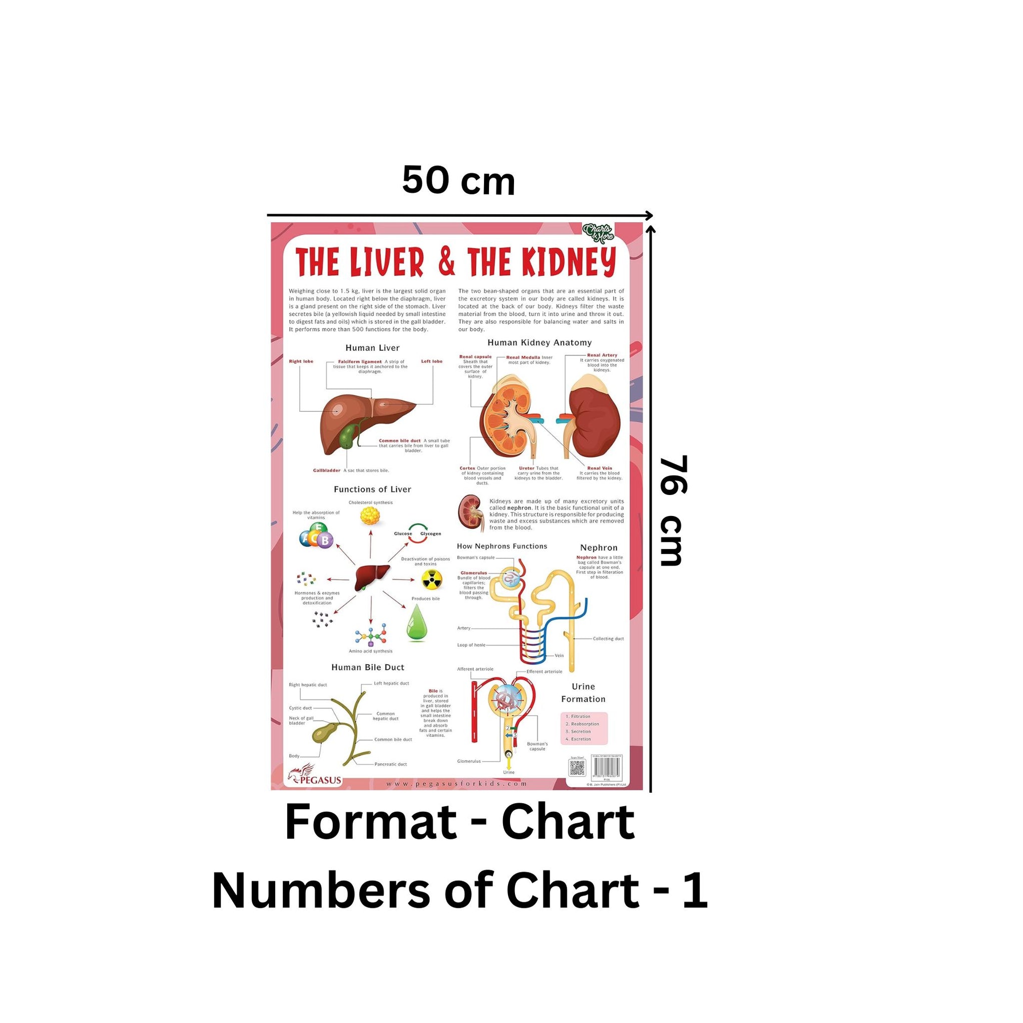 The Liver & The Kidney - Thick Laminated Chart Wall Chart - CHART ...