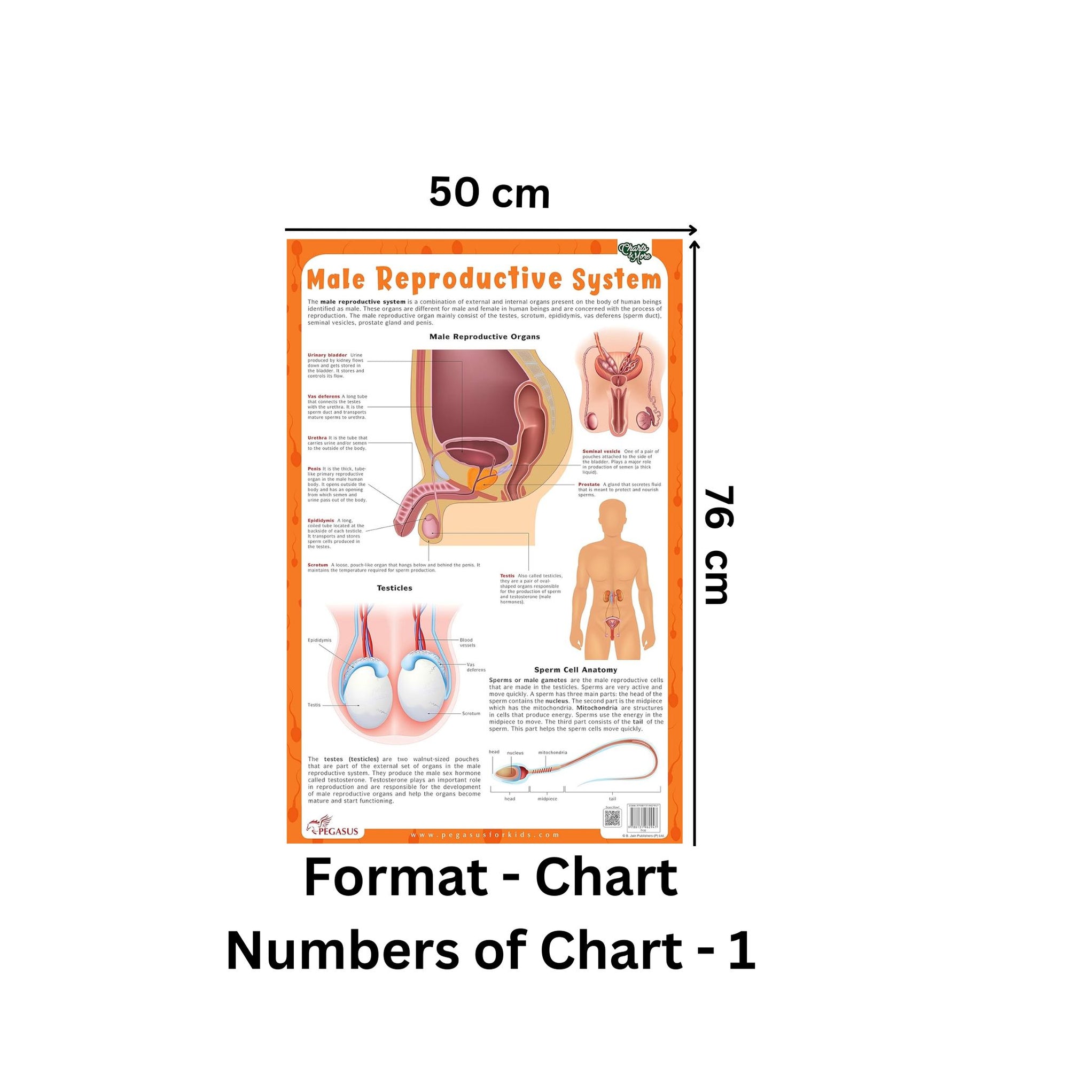 Male Reproductive System - Thick Laminated Chart Wall CHART ...