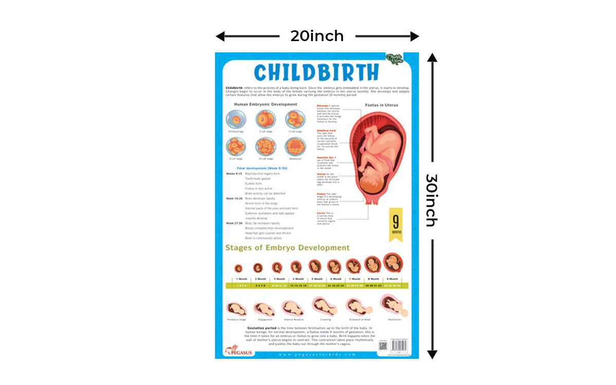 The Child Birth – Educational Chart Biology Charts — pegasusforkids