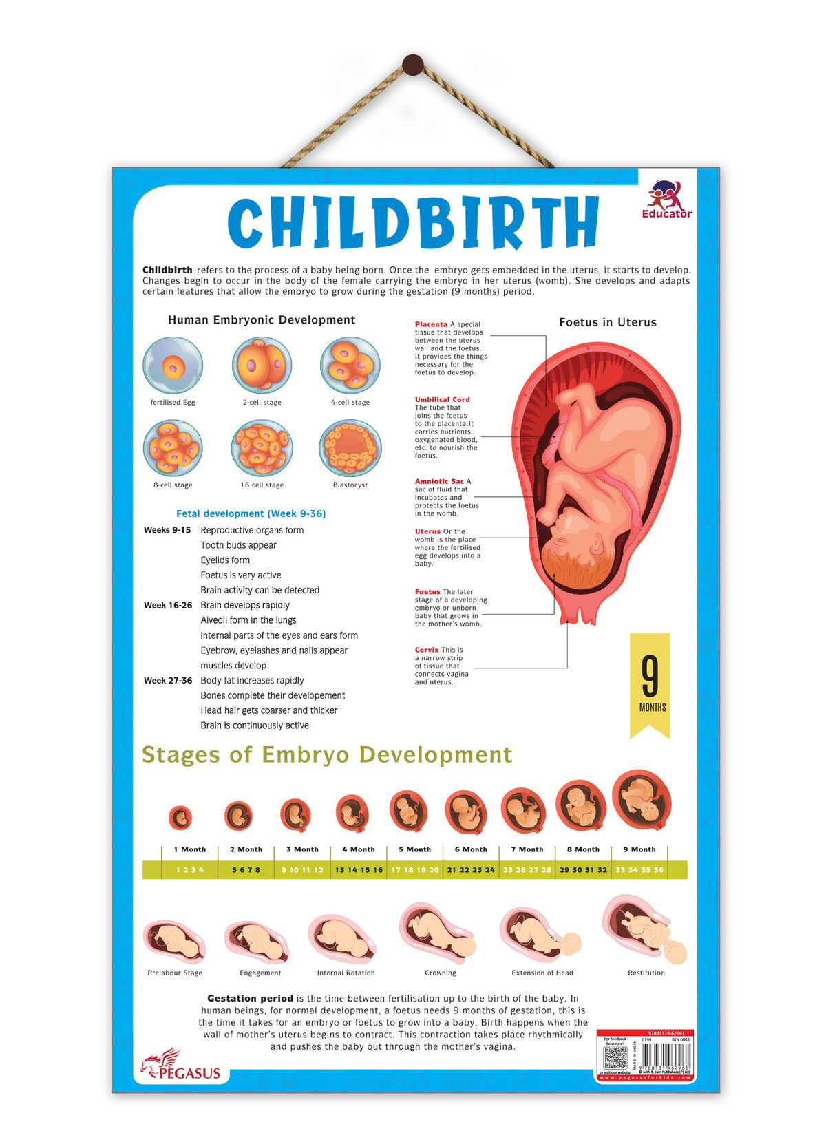 Childbirth & Embryo Development – Human Reproductive System & Fetal Gr ...