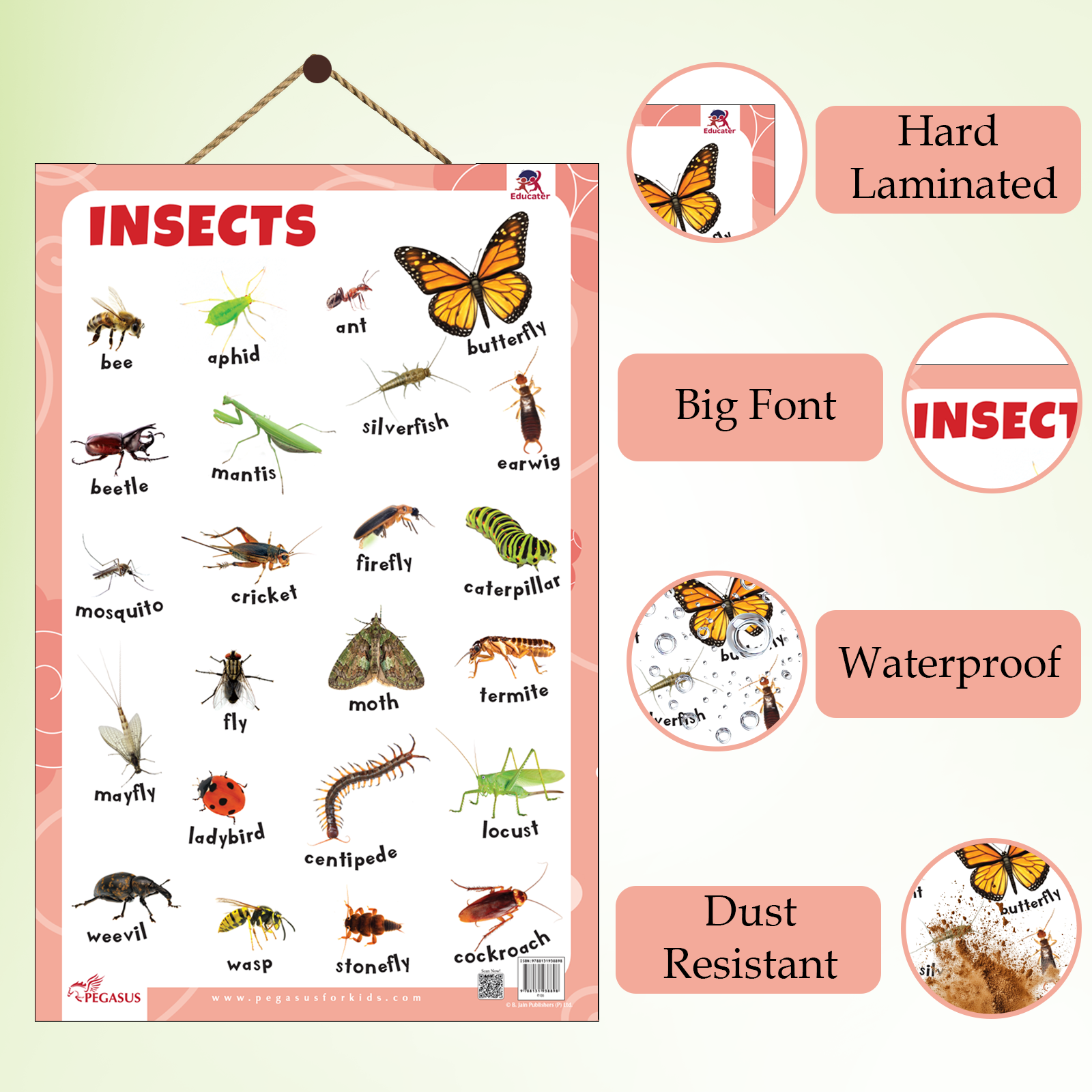 Insects Educational Wall Chart for Kids – Learning Poster with Insect ...