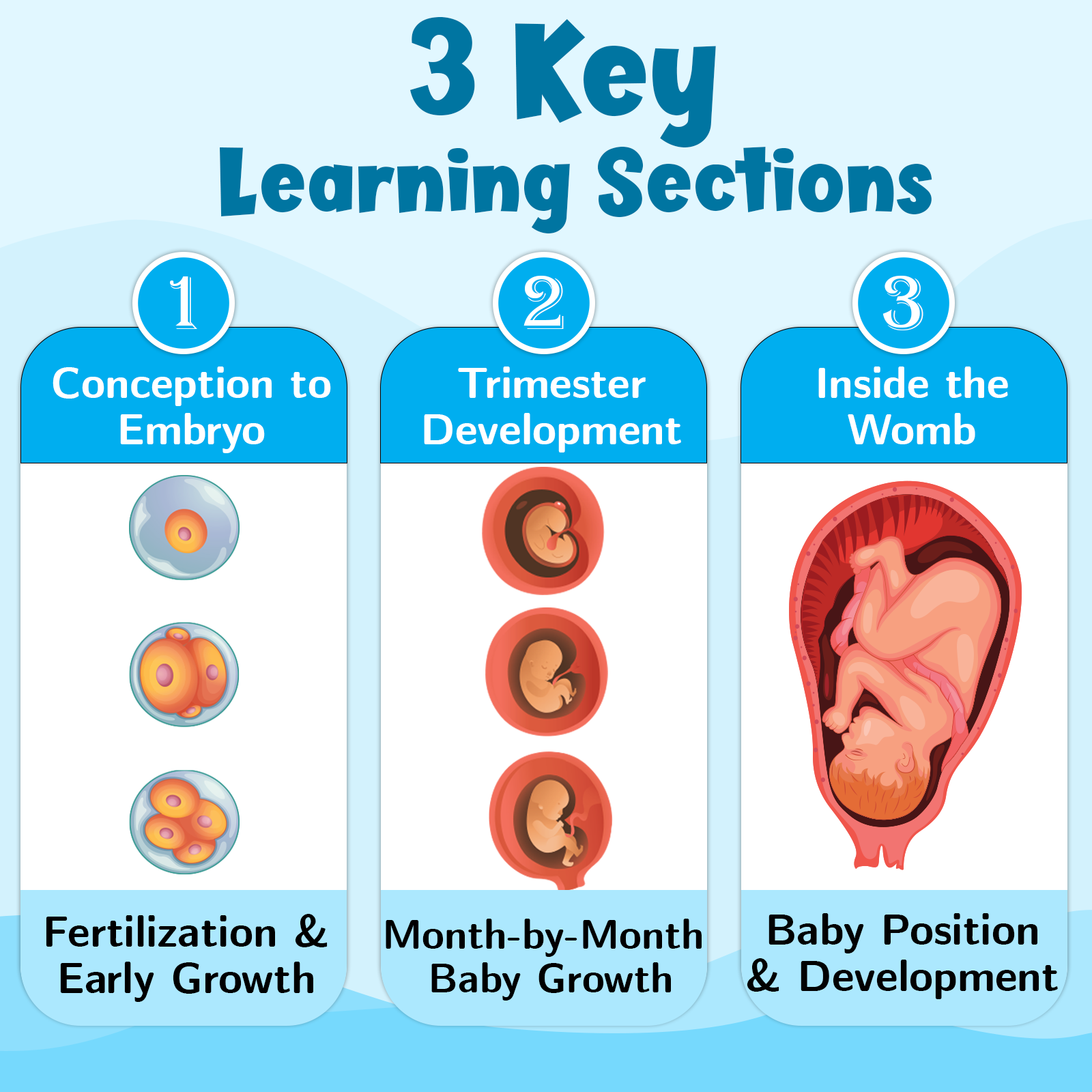 Childbirth & Embryo Development – Human Reproductive System & Fetal Gr ...