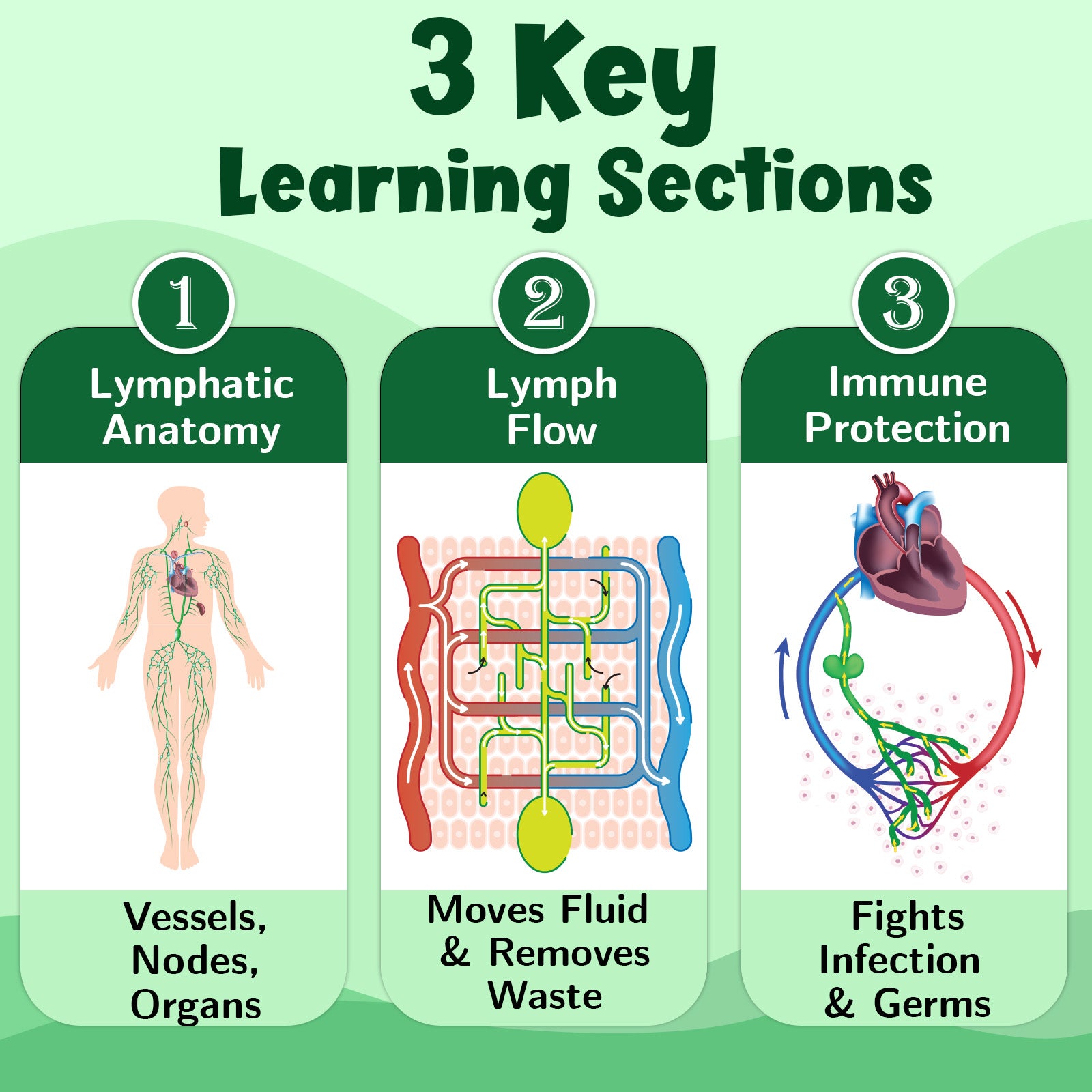 The Lymphatic System – Human Immune System & Lymphatic Flow Learning P ...