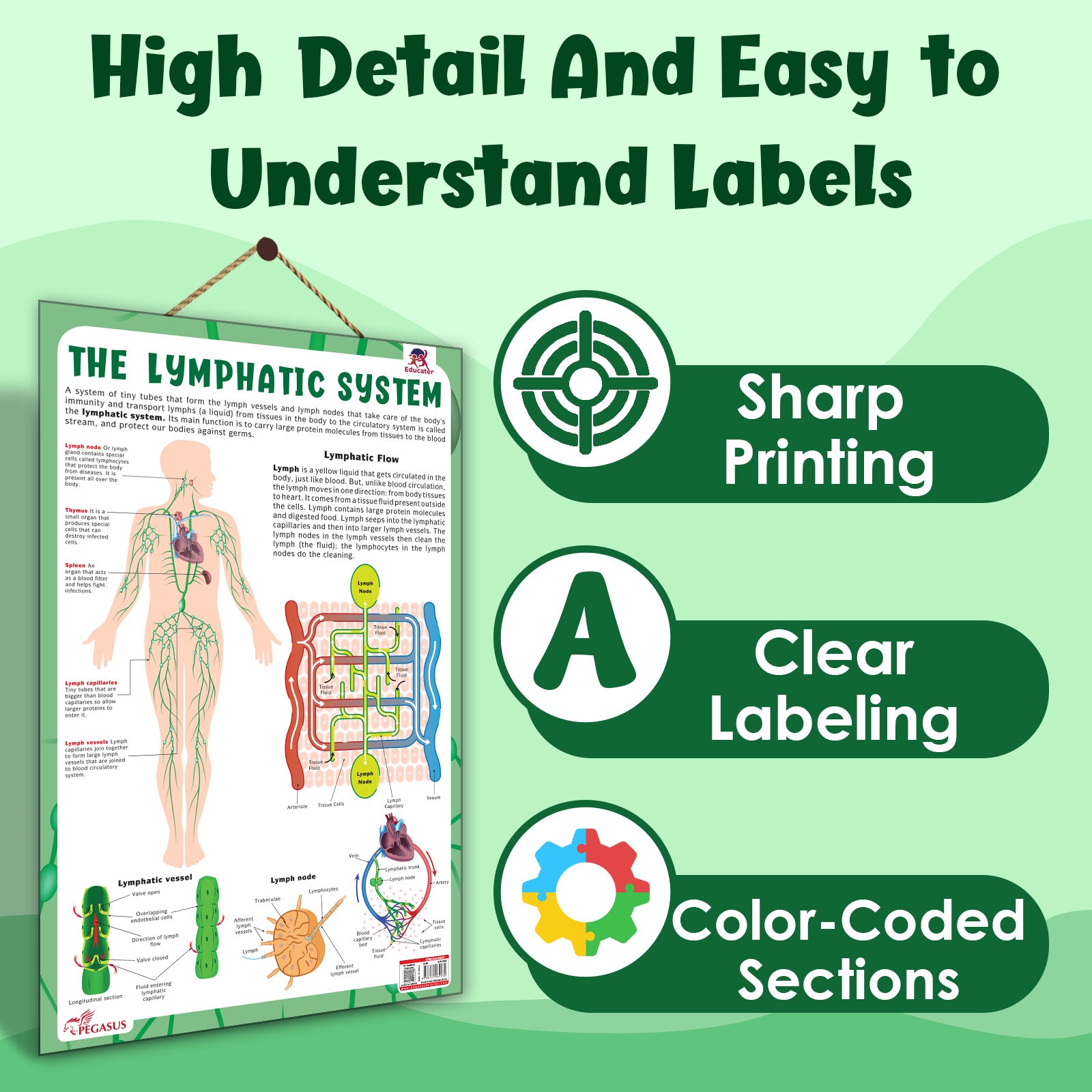 The Lymphatic System – Human Immune System & Lymphatic Flow Learning P ...
