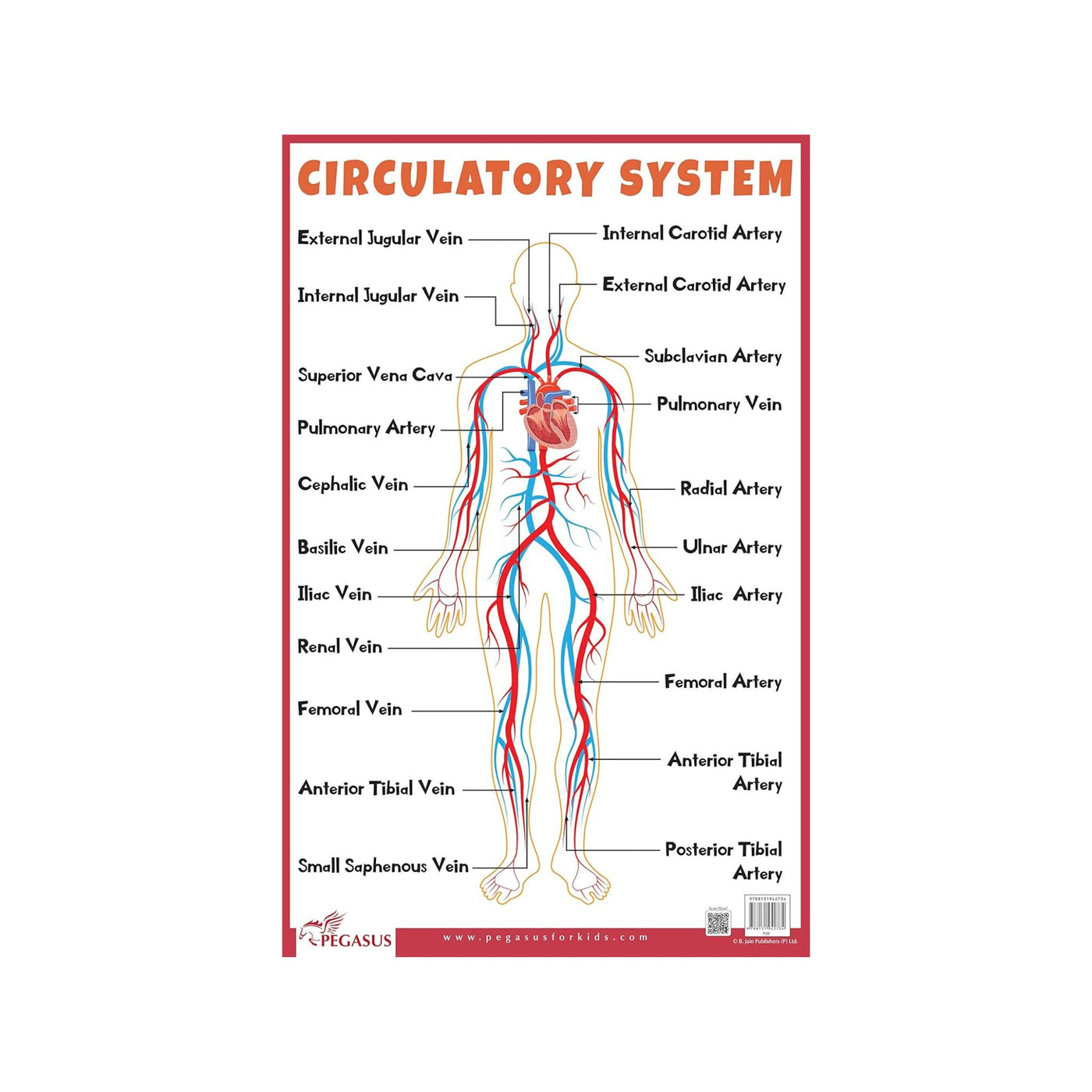 Circulatory System - Thick Laminated Primary Chart - Wall Chart ...