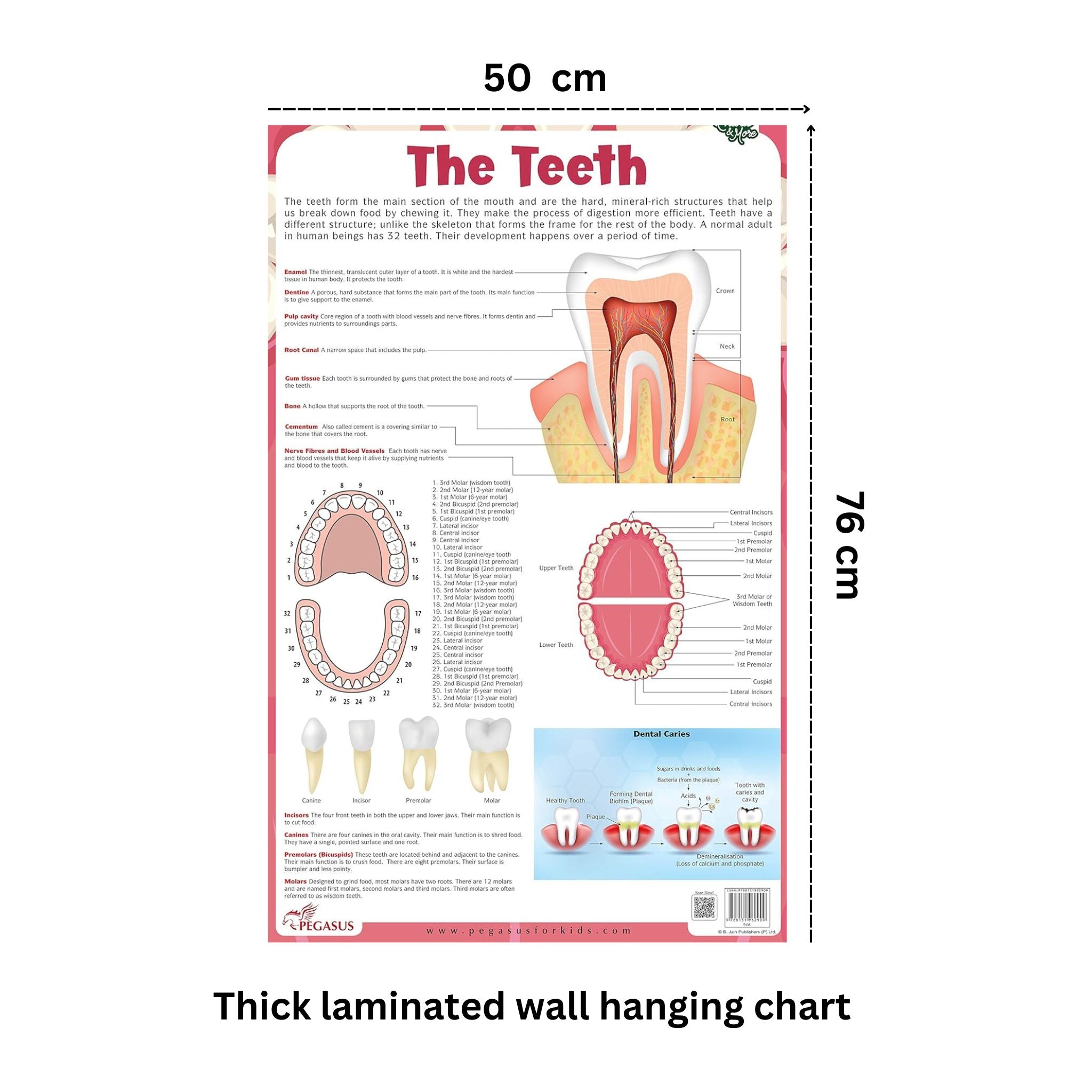 The Teeth - Thick Laminated Chart - Wall Chart — pegasusforkids